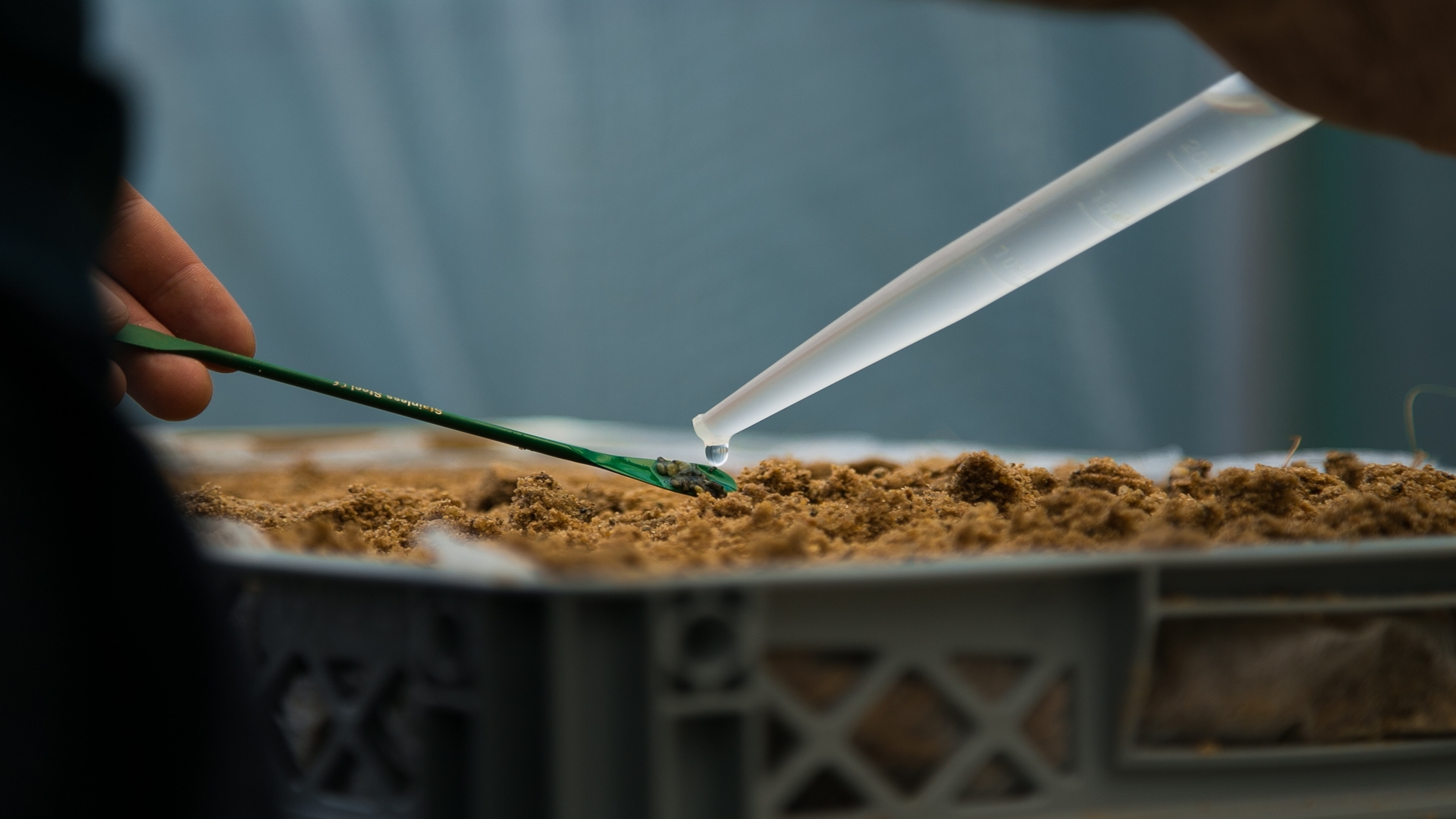 UK’s largest seagrass nursery site will aid valuable ocean ecosystem